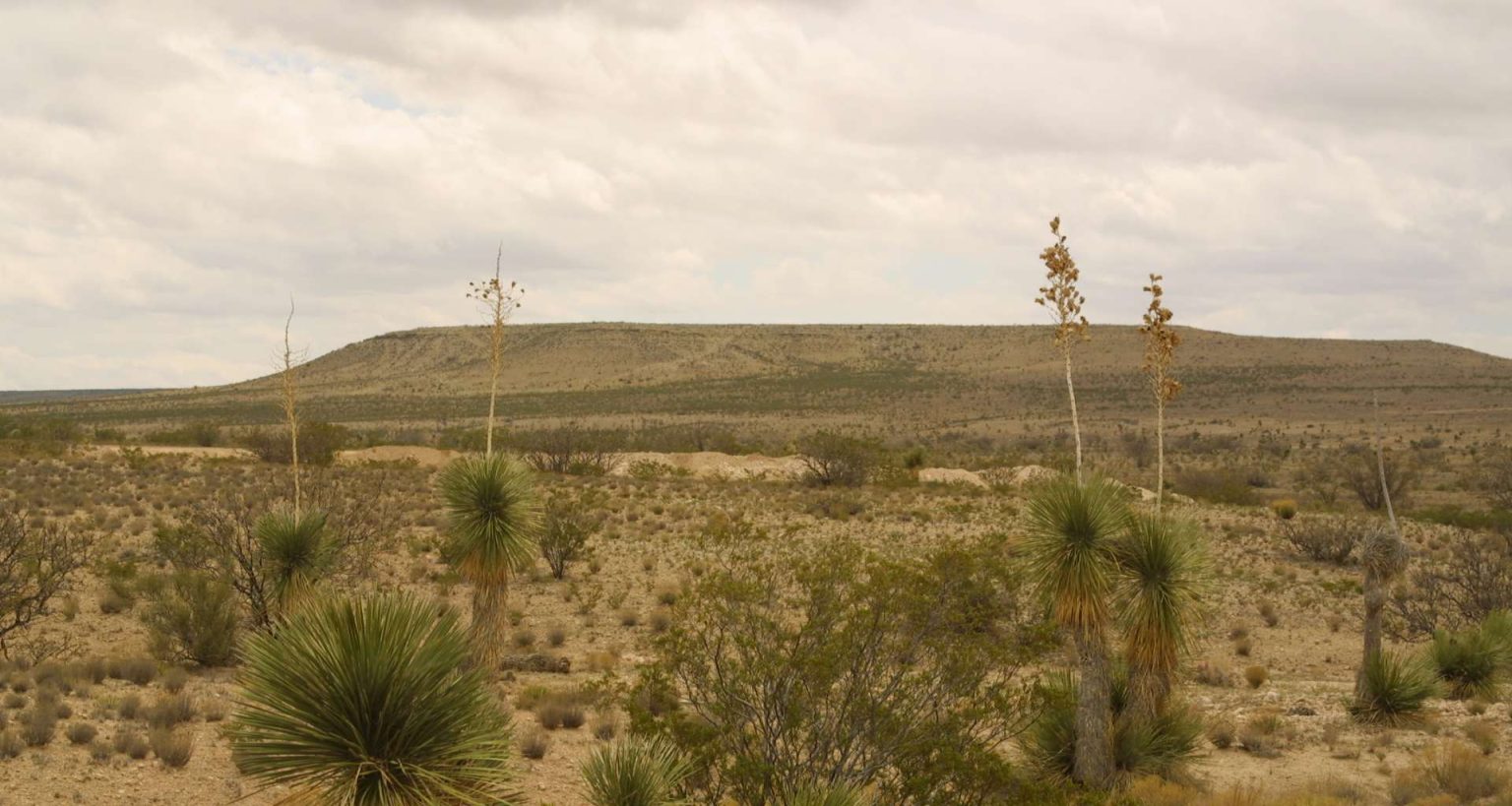 Land For Sale - Texas Ranch Deals